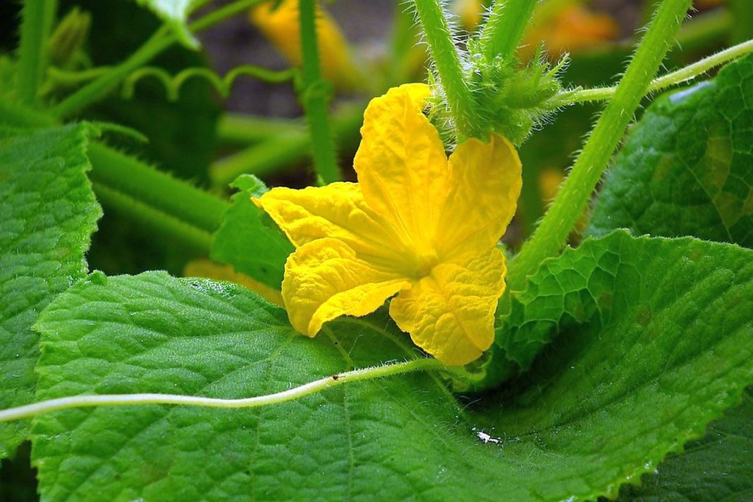 4 tipy, díky nimž listy vašich okurek předčasně nezežloutnou