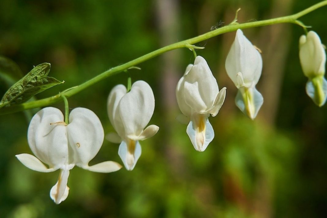 Proč na zahradě pěstovat okrasnou srdcovku- Chalupáři-Zahrádkáři