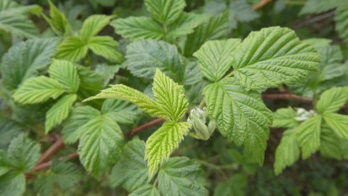 Hnojení malin na podzim – návod a recept | Chalupáři-Zahrádkáři