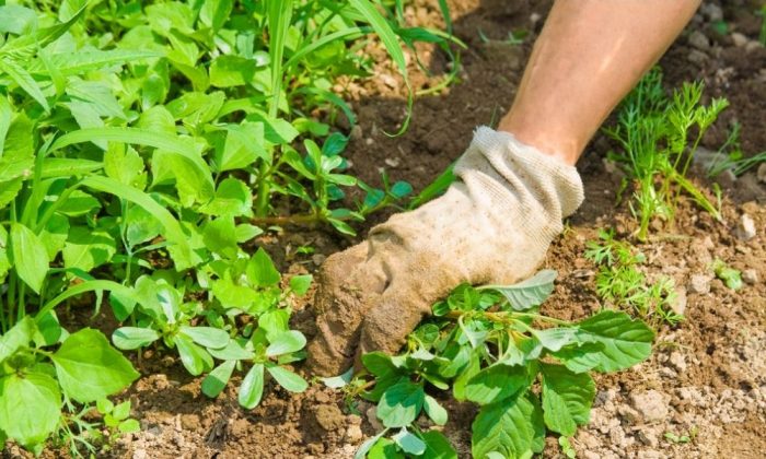 Jak se účinně zbavit plevele | Chalupáři-Zahrádkáři