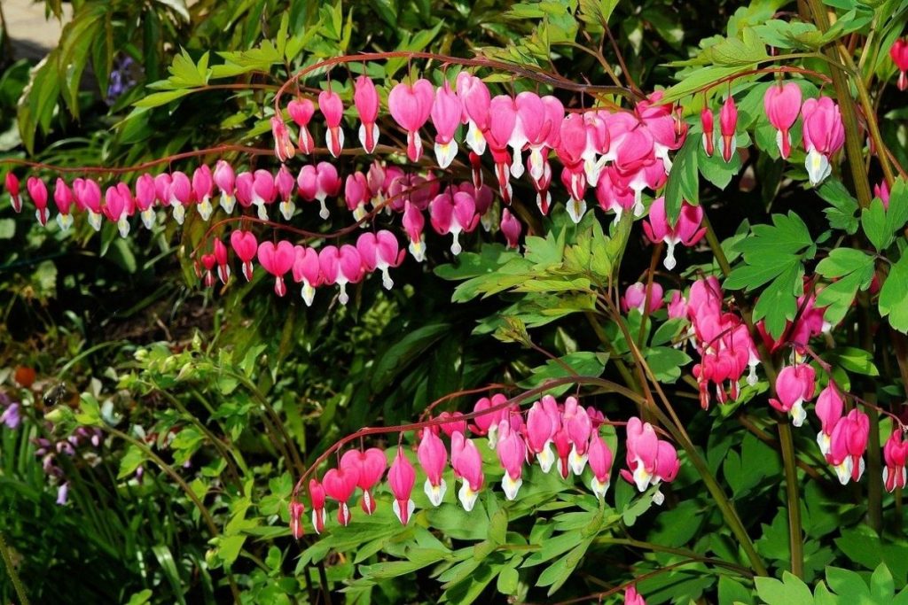 Proč na zahradě pěstovat okrasnou srdcovku- Chalupáři-Zahrádkáři