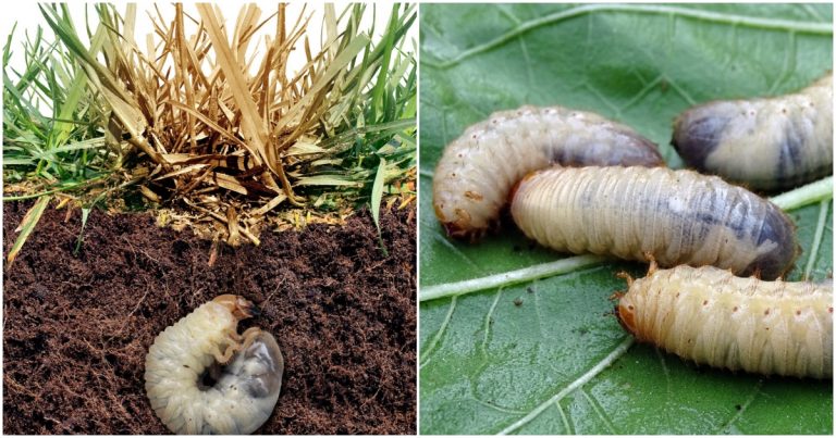 Jak se zbavit škůdců v trávníku |Chalupáři-Zahrádkáři