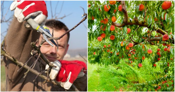 Letní řez peckovin je důležitý pro příští úrodu | Chalupáři-Zahrádkáři