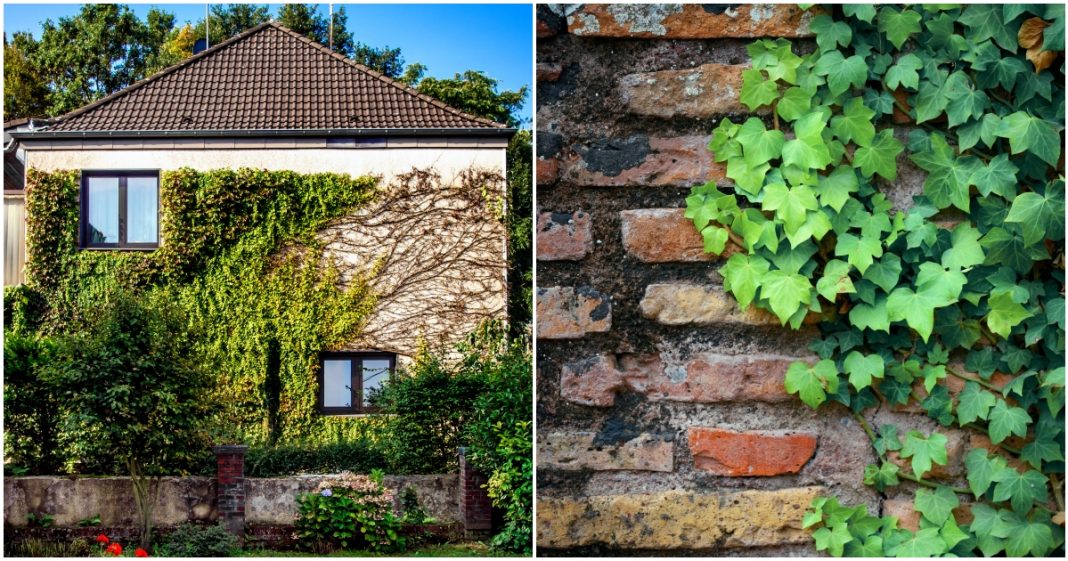 Hortenzie je popínavá rostlina do stínu | Chalupáři-Zahrádkáři