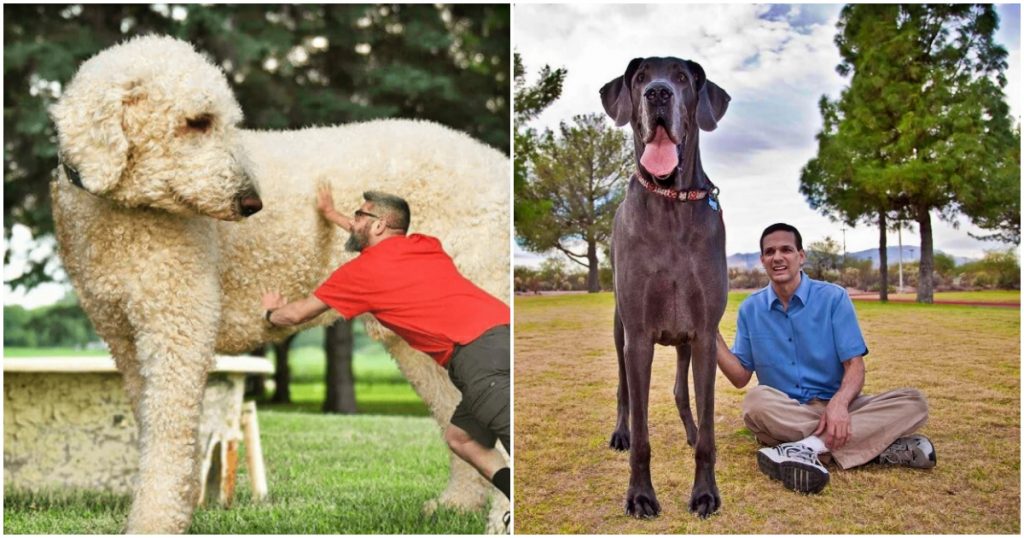Psi podle velikosti, známe rekordmany | Chalupáři-Zahrádkáři