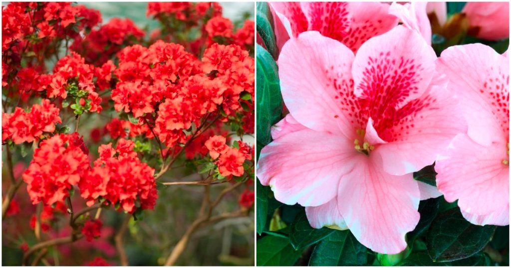 Pěstování azalky na zahradě | Chalupáři-Zahrádkáři