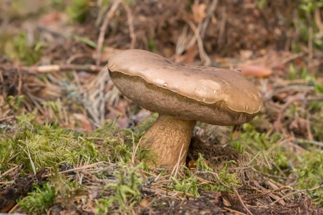 Hřib hořčák: Jak ho jíst a zpracovat? | Chalupáři-Zahrádkáři