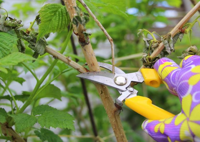 Nejčastější choroby malin na zahradě | Chalupáři-Zahrádkáři