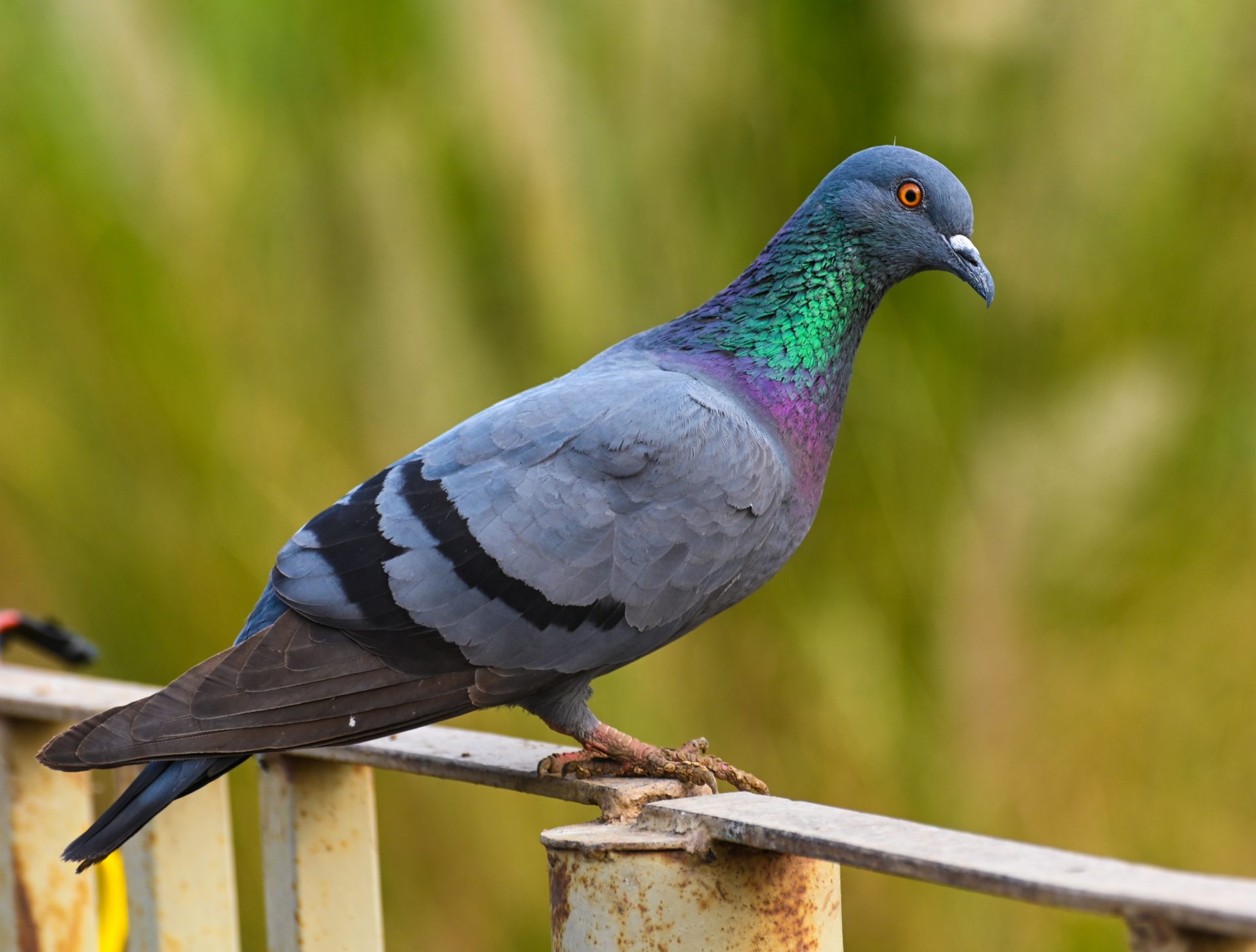 Vyhnání holubů z balkonu – návod | Chalupáři-Zahrádkáři