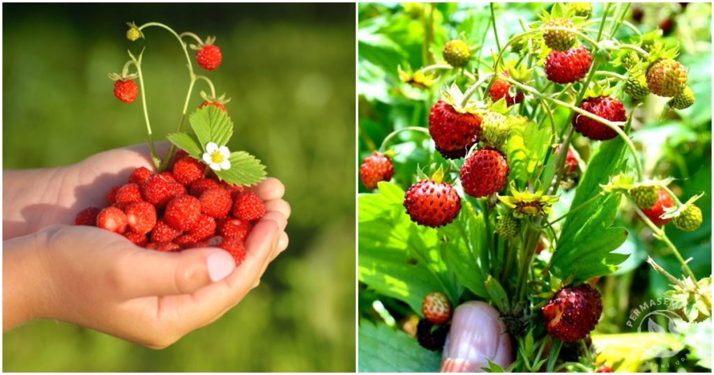 Výsadba a pěstování jahodníku lesního | Chalupáři-Zahrádkáři