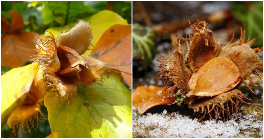 Použití bukvic v gastronomii | Chalupáři-Zahrádkáři