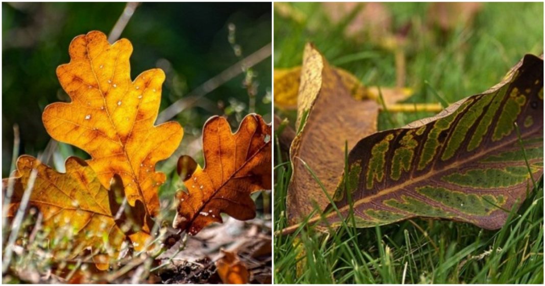 Kompostování listí dubu a ořešáku | Chalupáři-Zahrádkáři