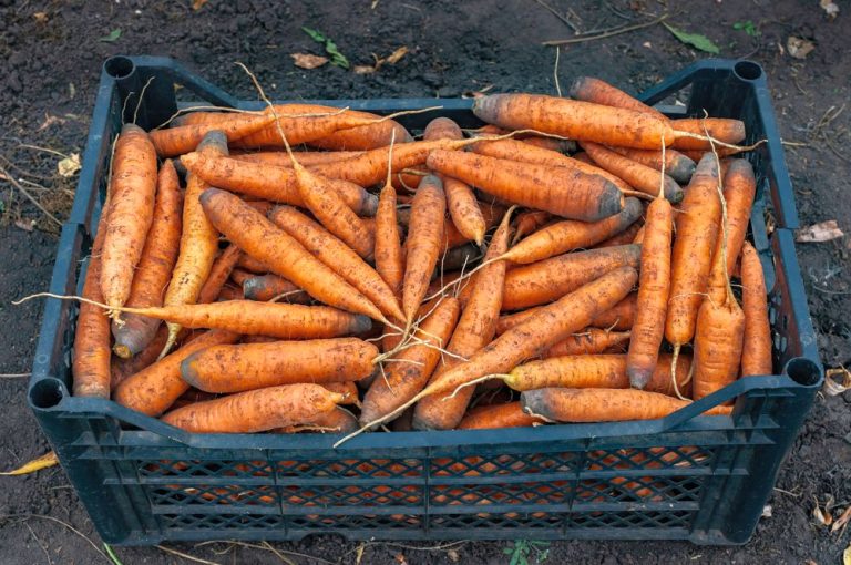 Čím vyživit mrkev před sklizní | Chalupáři-Zahrádkáři