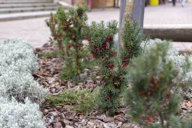 Tis je skvělý keř pro malou zahradu | Chalupáři-Zahrádkáři