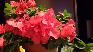 Domácí hnojení pro kvetoucí azalku | Chalupáři-Zahrádkáři