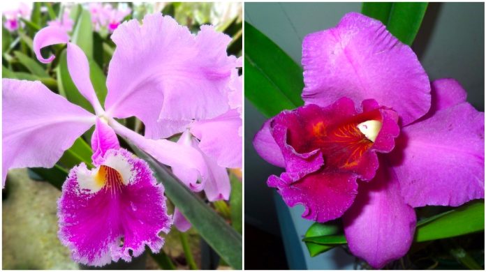 Katleja jako královna orchidejí | Chalupáři-Zahrádkáři