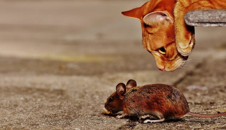 Jak se zbavit hlodavců v domě | Chalupáři-Zahrádkáři