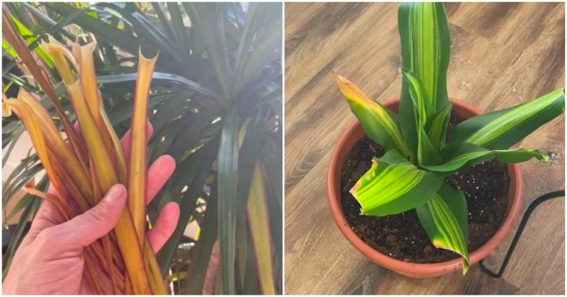 Jak včas zachránit tchýnin jazyk | Chalupáři-Zahrádkáři