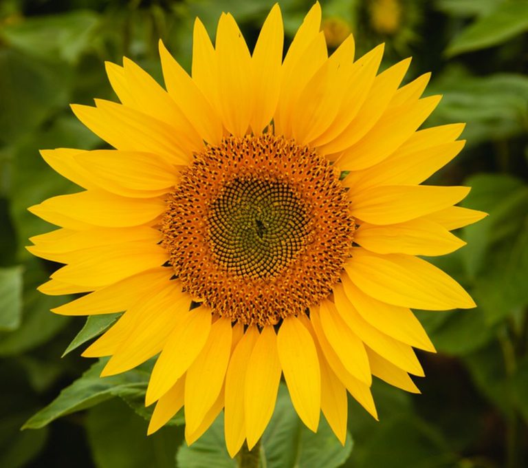 Jak pěstovat slunečnici v květináči | Chalupáři-Zahrádkáři