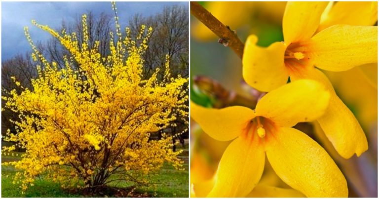 Jak pěstovat zlatý déšť, aby kvetl | Chalupáři-Zahrádkáři