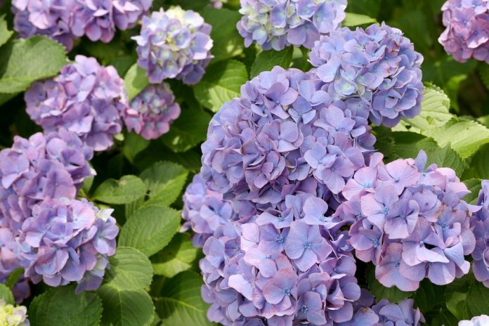 Jak pěstovat hortenzie na zahradě | Chalupáři-Zahrádkáři