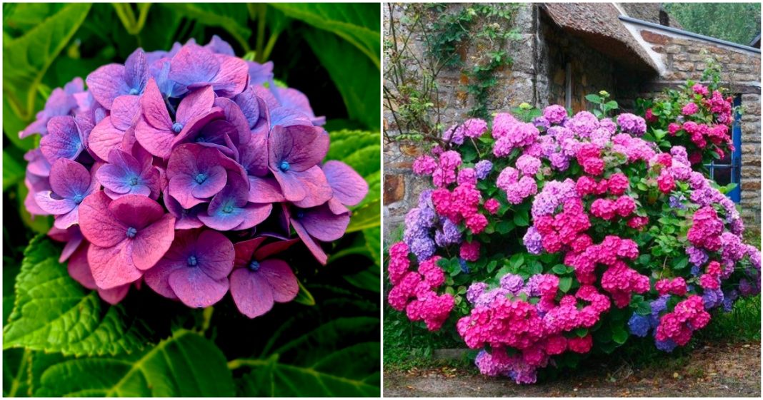 Jak pěstovat hortenzie na zahradě | Chalupáři-Zahrádkáři