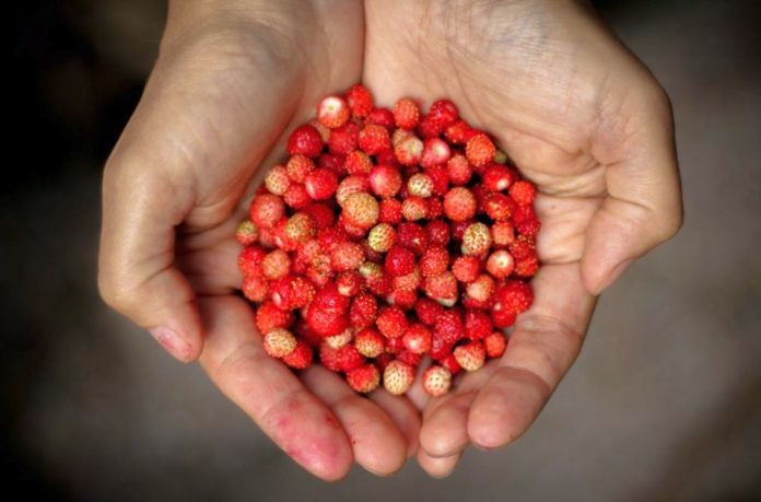 Pěstování lesních jahod na balkóně | Chalupáři-Zahrádkáři