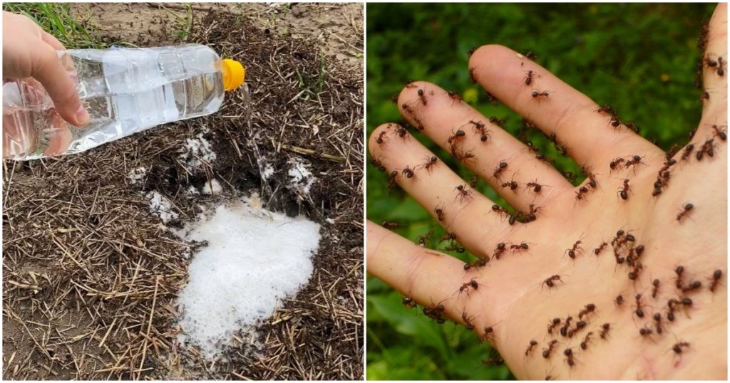 Jak se zbavit mravenců na zahradě | Chalupáři-Zahrádkáři