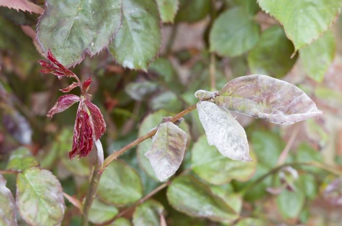 Nejčastější choroby růží na zahradě | Chalupáři-Zahrádkáři