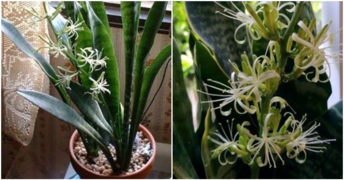 Jak nechat rozkvést tchynin jazyk | Chalupáři-Zahrádkáři