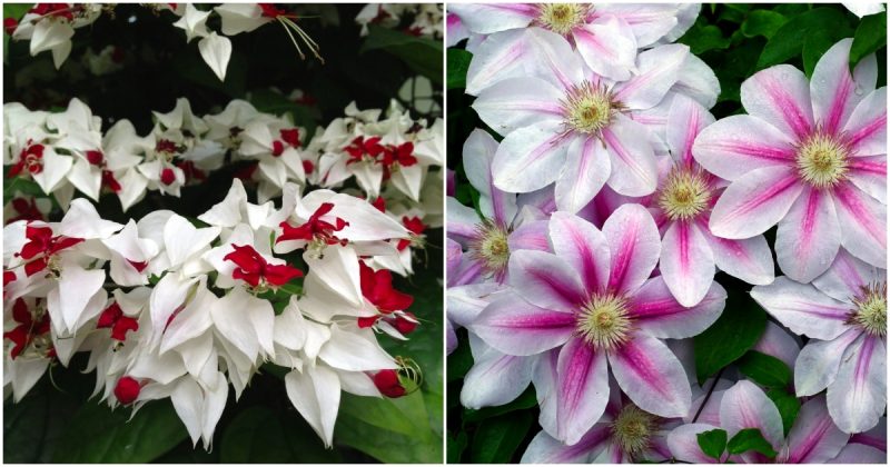 TOP 15 popínavých rostlin do květináčů | Chalupáři-Zahrádkáři