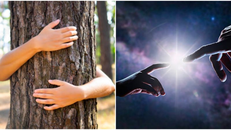 Proč objímat stromy a získávat energii | Chalupáři-Zahrádkáři