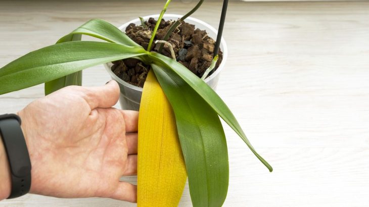 Žluté listy pokojových rostlin: Často za ně může špatná teplota