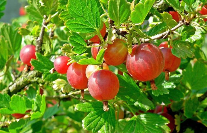 Jak prořezávat angrešt na podzim | Chalupáři-Zahrádkáři