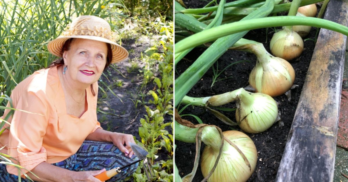 Úprava záhonu po cibuli a česneku | Chalupáři-Zahrádkáři