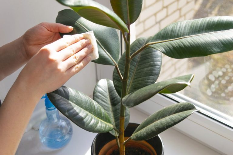 Neexistuje lepší hnojivo pro fikus. Cena je jen 3 Kč, roste pak jak šílený