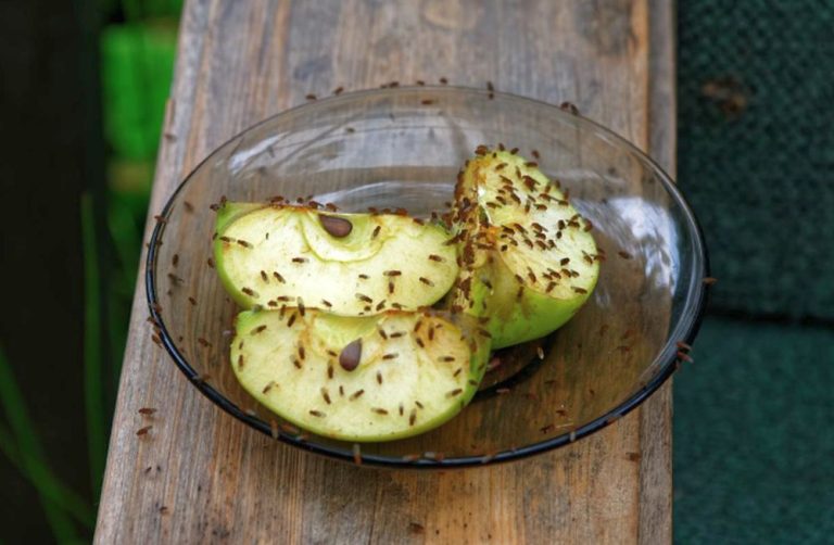 Proč dávat okurku do rohů domu | Chalupáři-Zahrádkáři