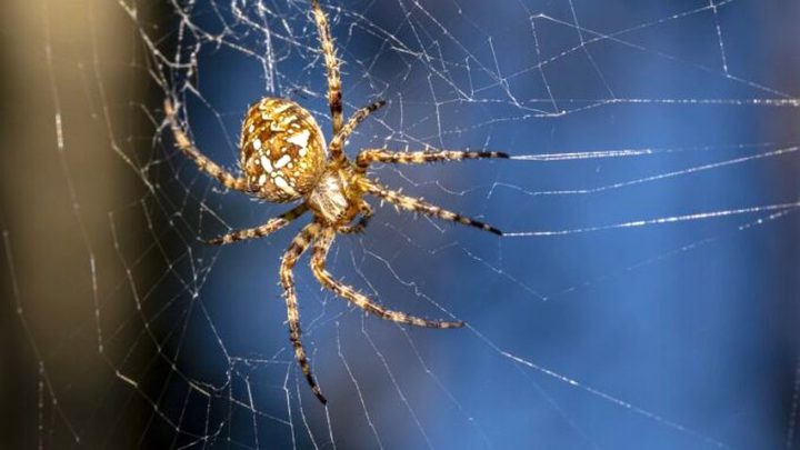 Pavouci se v domě už nikdy neukáží, domácí směsi se bojí jako ohně