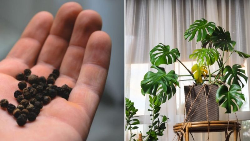 Černý pepř a péče o rostliny | Chalupáři-Zahrádkáři