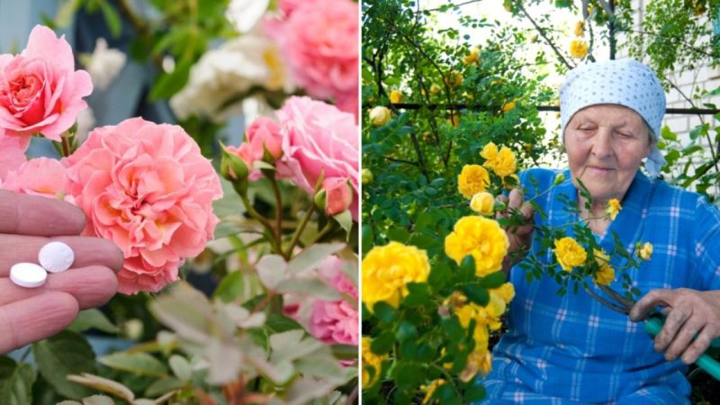 Růže ochrání prostředky z lékárny | Chalupáři-Zahrádkáři