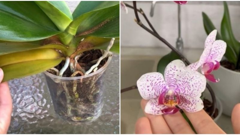 Záchrana nekvetoucích orchidejí doma | Chalupáři-Zahrádkáři