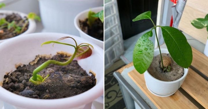 Jak si vypěstovat mango z pecky | Chalupáři-Zahrádkáři