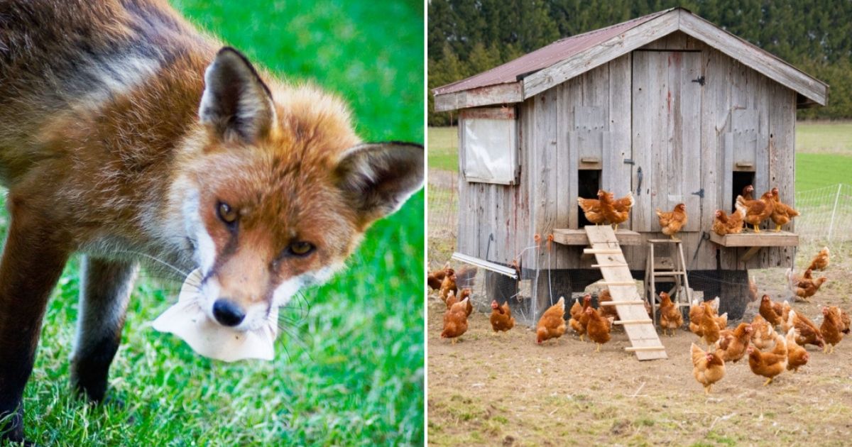 Jak se zbavit lišky v zahradě | Chalupáři-Zahrádkáři