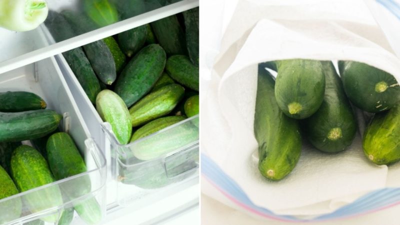 Jak uchovat okurky v lednici | Chalupáři-Zahrádkáři