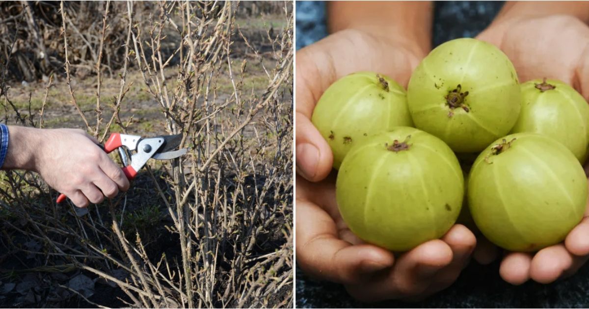 Jak prořezávat angrešt na podzim | Chalupáři-Zahrádkáři