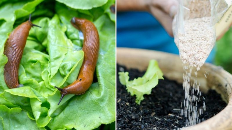 Prostředky pro vyhnání slimáků ze zahrady | Chalupáři-Zahrádkáři