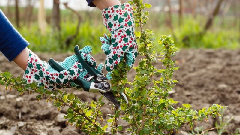 Jen 10 minut čas: Pár střihnutí a angrešt bude o velikosti třešní