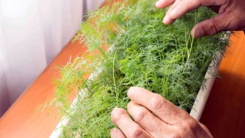 Kdy vysévat kopr v zimě, aby vám na jaře vyrostl co nejdříve