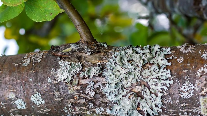 Jak na lišejníky na stromech: Hravě asi s nimi poradí skalice
