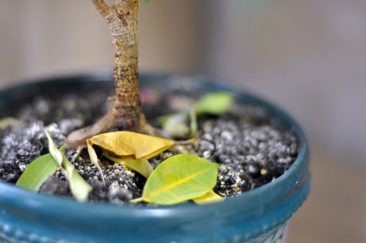 Jak pěstovat fikus benjamin, aby už nikdy neshazoval listy